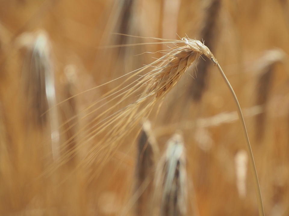 Wheat Grain Ear - Free photo on Pixabay - Pixabay