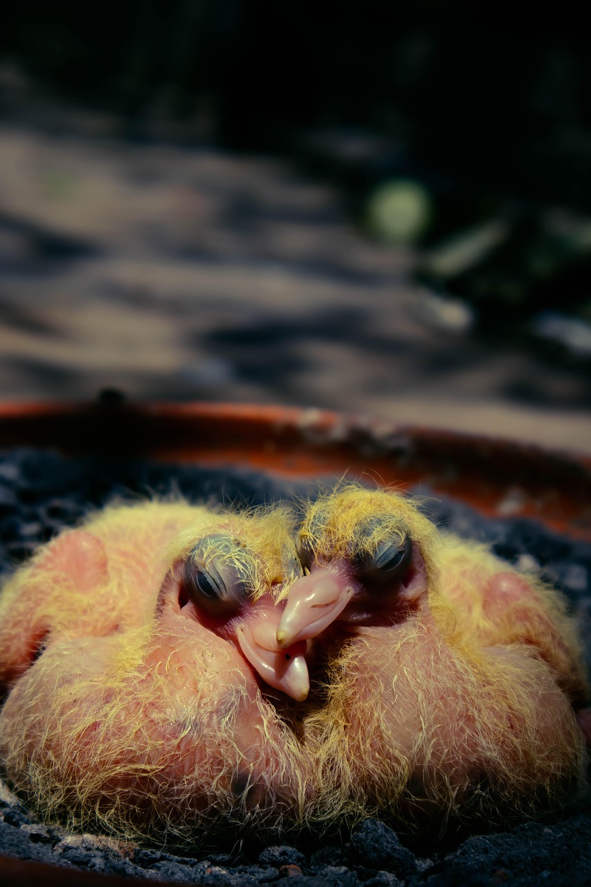 Tauben Jungtiere Küken - Kostenloses Foto auf Pixabay