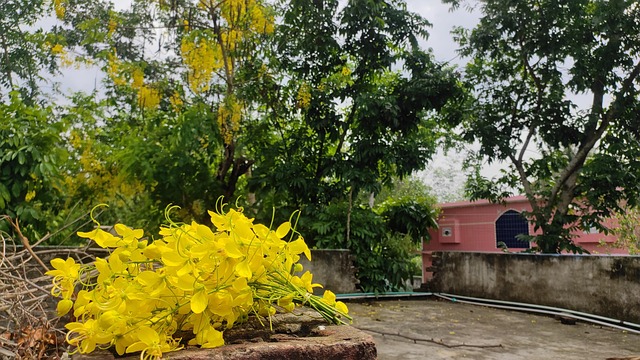 Flower Golden Shower Tree - Free photo on Pixabay - Pixabay