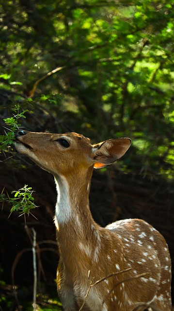 Deer Animal Forest - Free photo on Pixabay