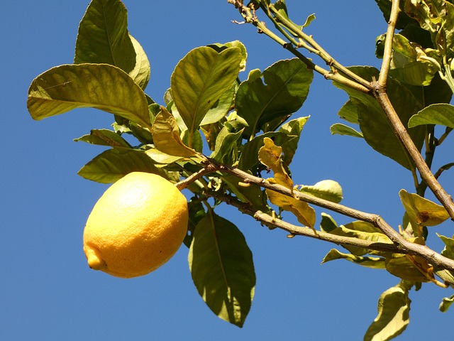 Citron Citronnier Photographie De - Photo gratuite sur Pixabay - Pixabay