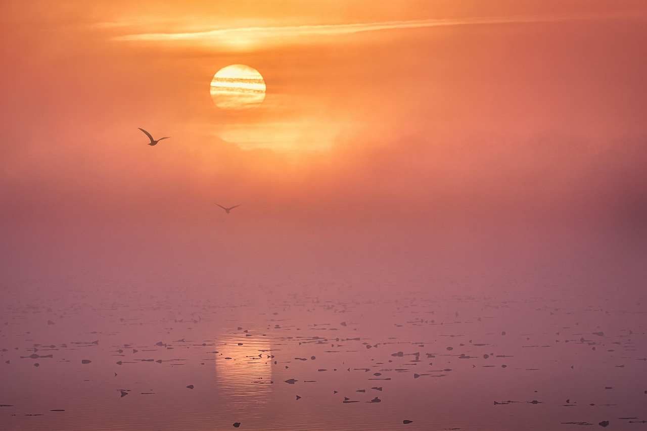 Pássaros Mar Nascer Do Sol - Foto gratuita no Pixabay - Pixabay