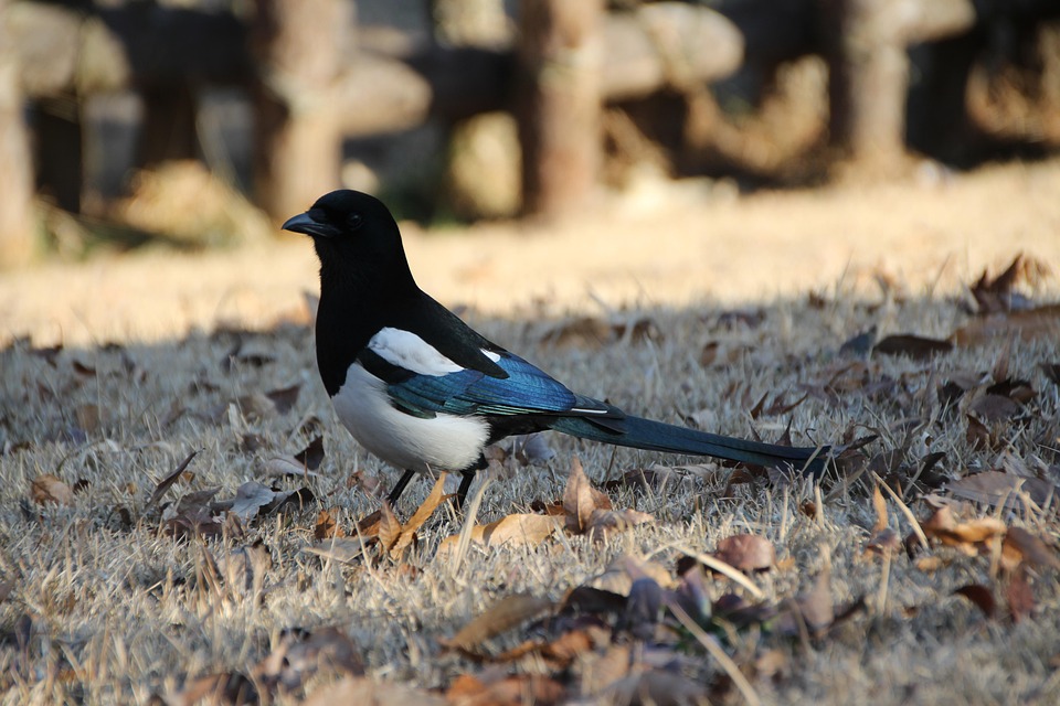 Magpie Bird Animal - Free photo on Pixabay - Pixabay