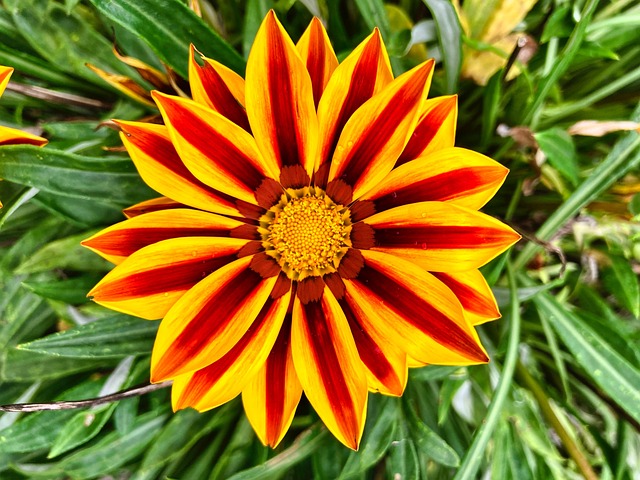 Gazania African Daisy Flower - Free photo on Pixabay - Pixabay