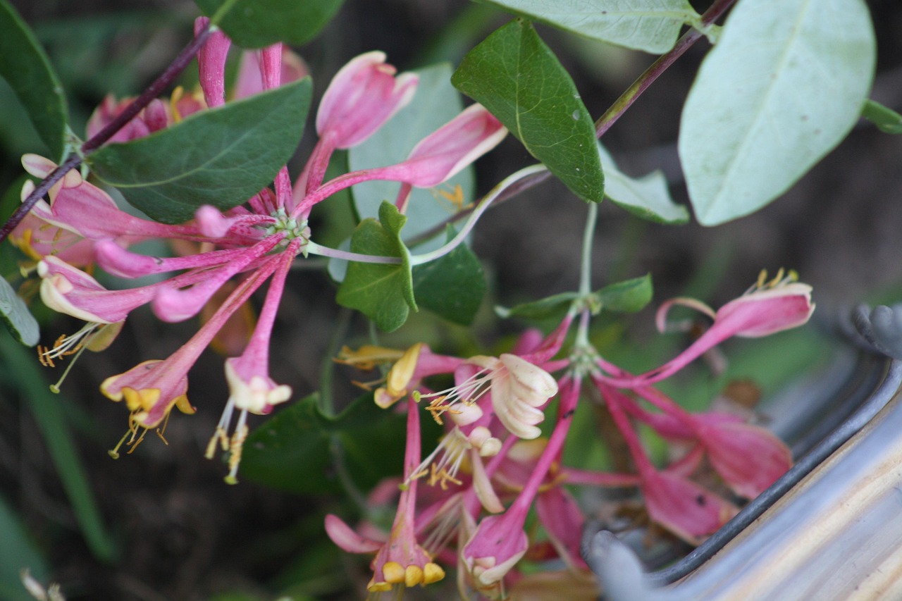 Honeysuckle Flower Vines - Free photo on Pixabay - Pixabay