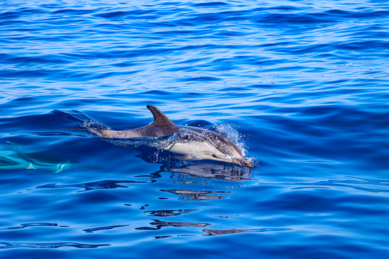 Dauphin Dolphin Mer - Photo gratuite sur Pixabay - Pixabay