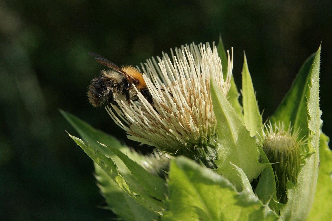 Bumblebee Bee Thistle - Free photo on Pixabay - Pixabay