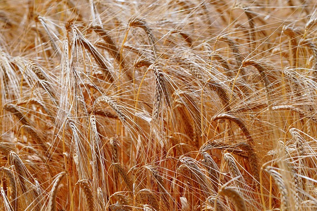 Barley Crop Grain Cereal - Free photo on Pixabay - Pixabay