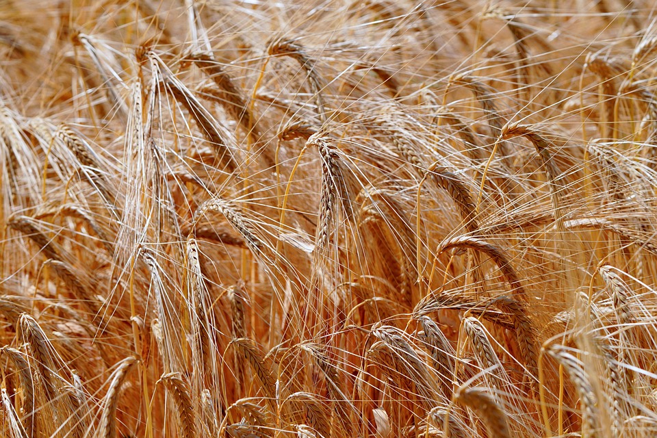 Barley Crop Grain Cereal - Free photo on Pixabay - Pixabay