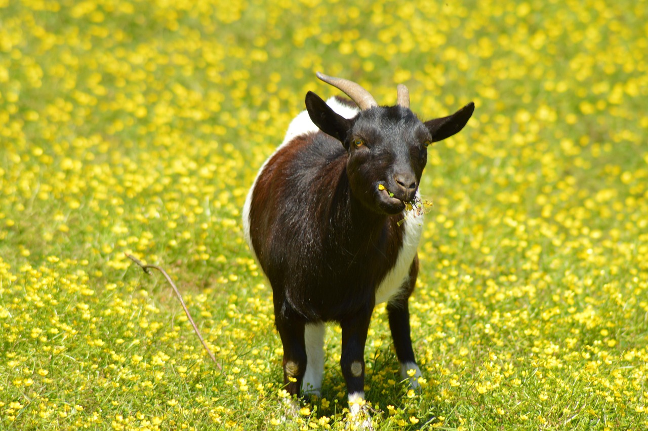 Chèvre Mammifère Animal - Photo gratuite sur Pixabay - Pixabay