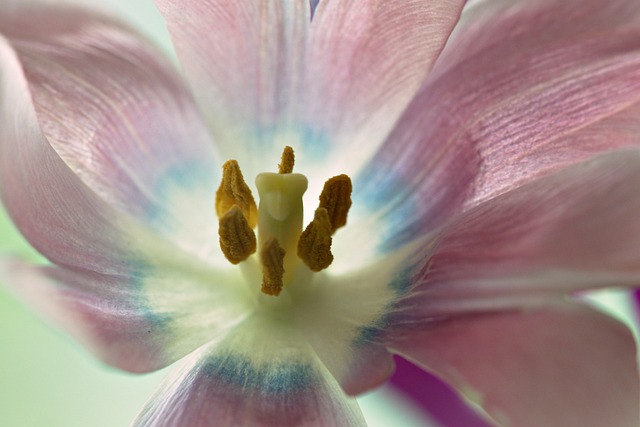 Flower Pistils Pollen - Free photo on Pixabay