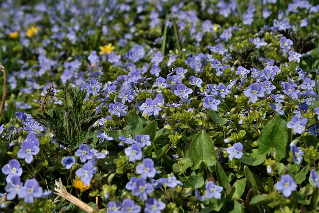 Flores Planta Prado De - Foto gratuita no Pixabay - Pixabay