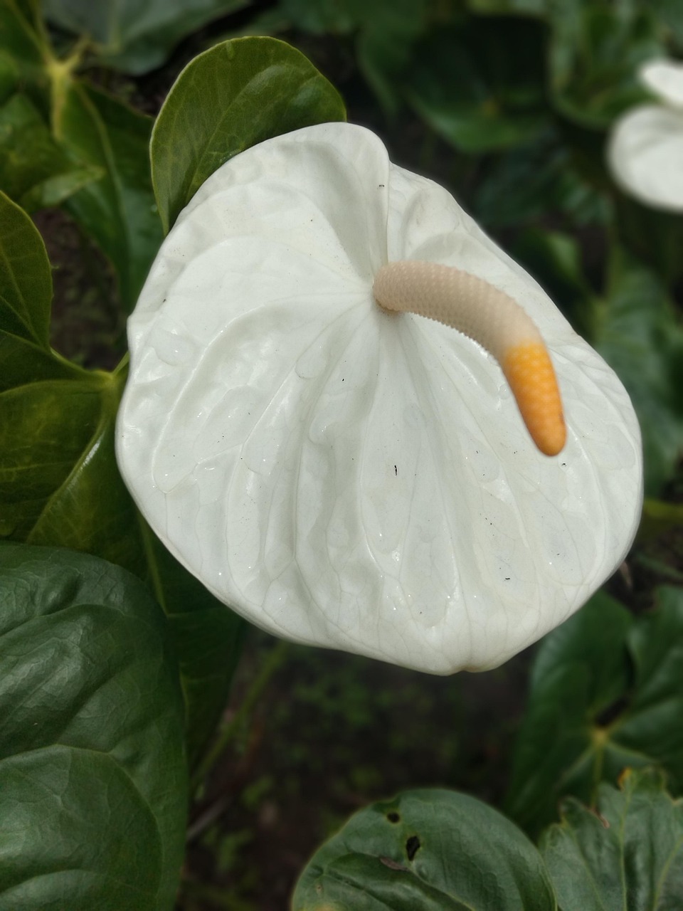 Blanco Flor Naturaleza - Foto gratis en Pixabay - Pixabay