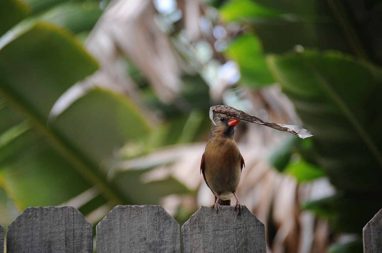 Red Cardinal Female Bird - Free photo on Pixabay - Pixabay