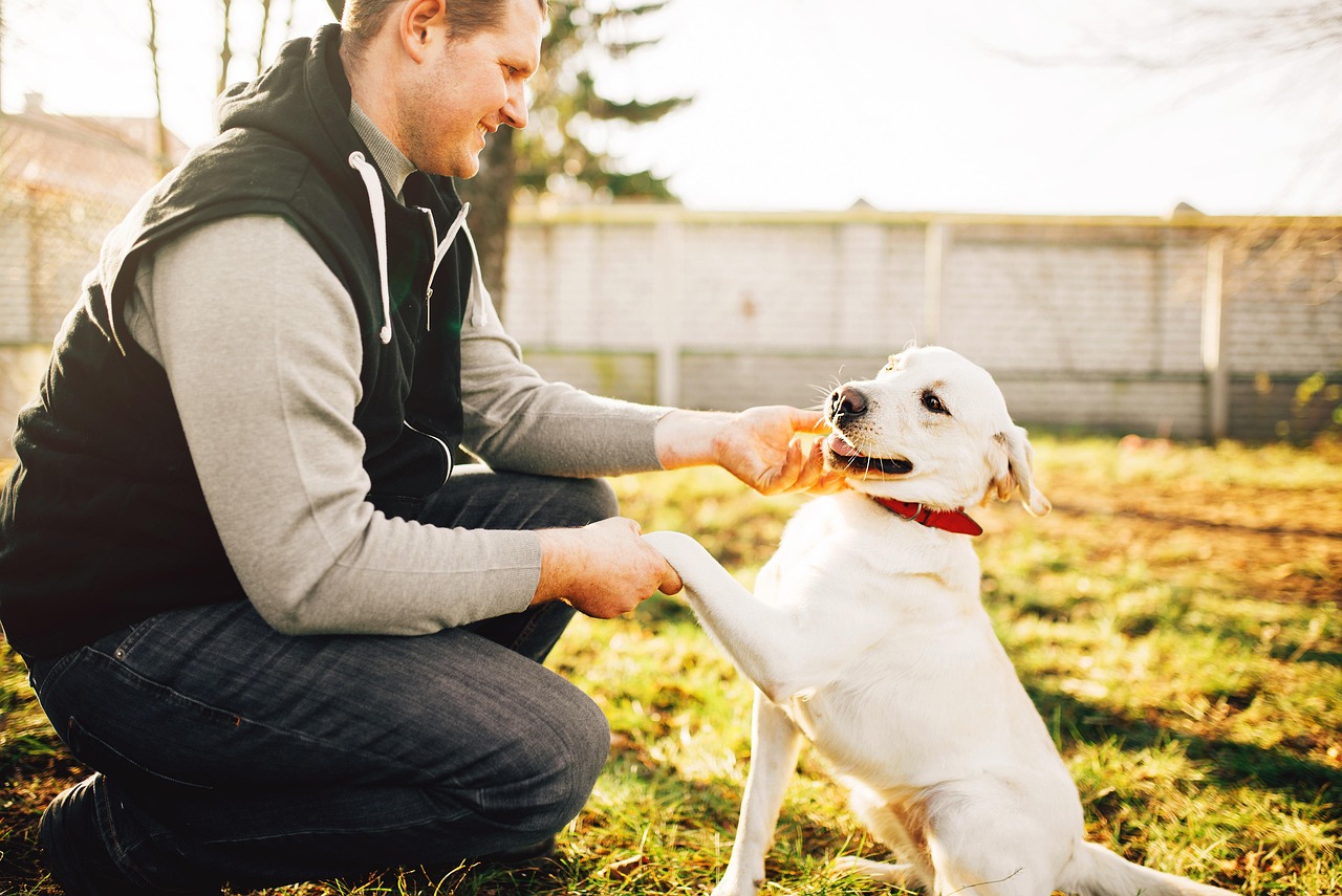 Animal Dog Outdoor Friend - Free photo on Pixabay - Pixabay