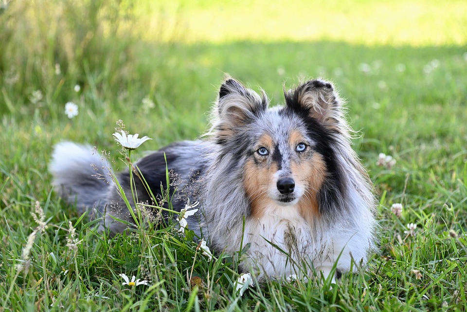 Sheltie Dog Sheepdog Nobility - Free photo on Pixabay - Pixabay