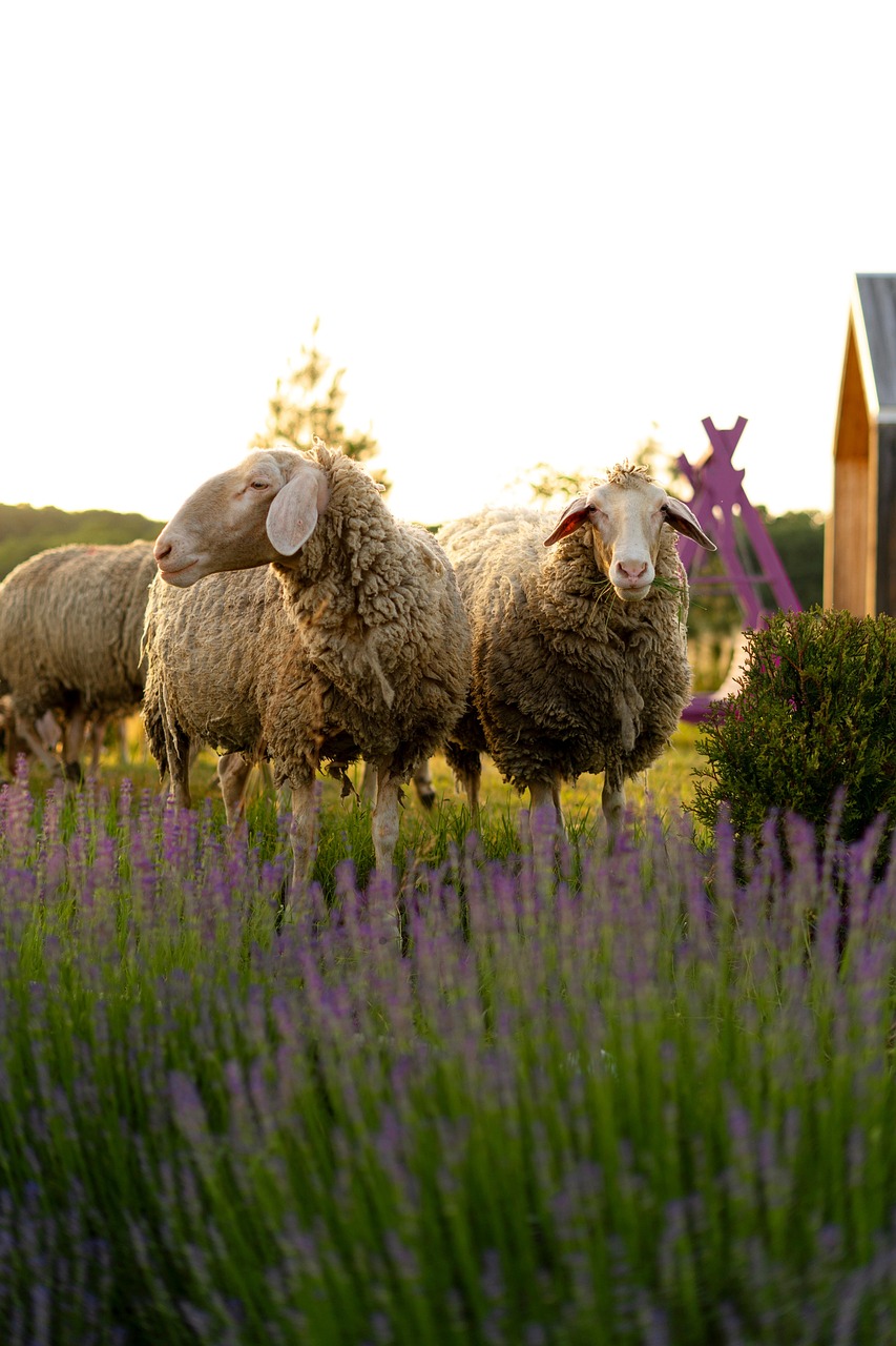 40,000+ Free Sheep Wallpaper & Nature Images - Pixabay