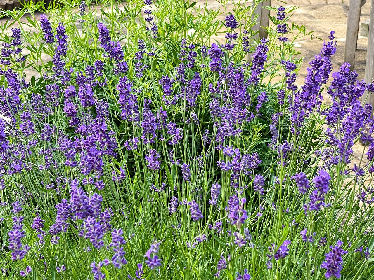 Lavender Flowers - Free photo on Pixabay - Pixabay