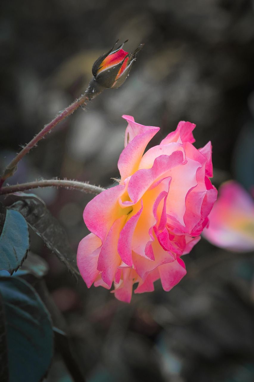 2+ Free Pink Hintergrund & Blumen Images - Pixabay