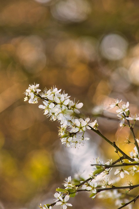 Zweig Bluten Frühling - Foto gratis en Pixabay - Pixabay