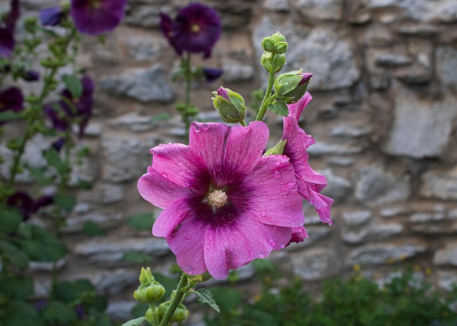 Fleurs Bourgeon Plantes Fleur - Photo gratuite sur Pixabay - Pixabay