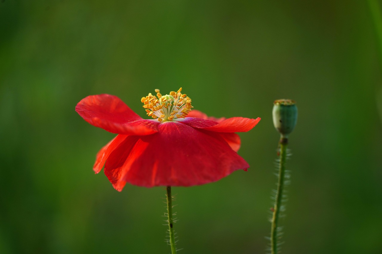 Poppy Flower Plant Red - Free photo on Pixabay