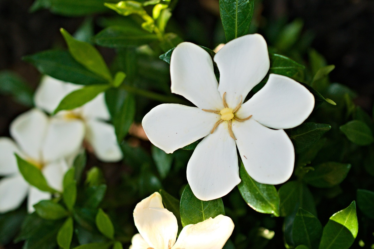 100+ Free Gardenia & Nature Images - Pixabay