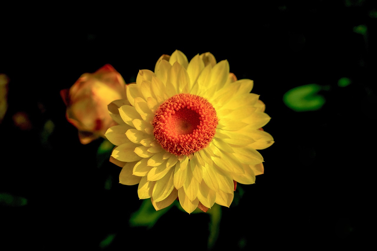 Flower Plant Wild - Free photo on Pixabay - Pixabay