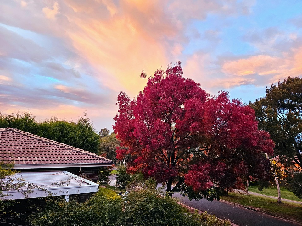Tree House Sky - Free photo on Pixabay - Pixabay
