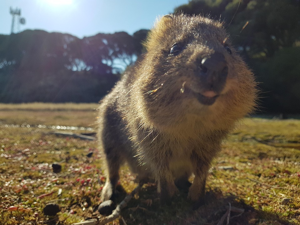 Quokka Animal Australia - Free photo on Pixabay - Pixabay