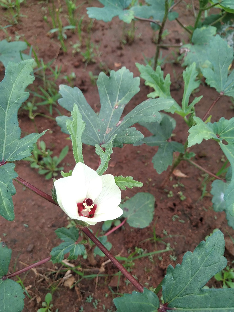 Flor De Quiabo A Planta E A Flor De Quiabo No Foco Imagem De Stock
