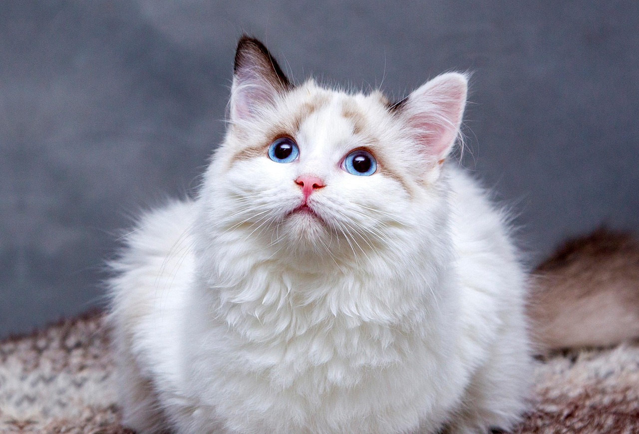 43 520 Im genes Y Fotos De Gatos Gratis HD Pixabay