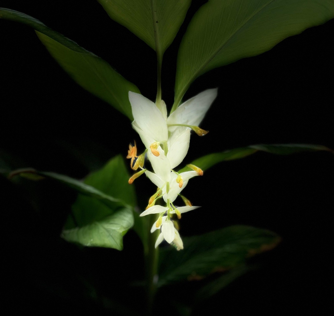 Globba Winitii Dragon Blanc - Photo gratuite sur Pixabay - Pixabay
