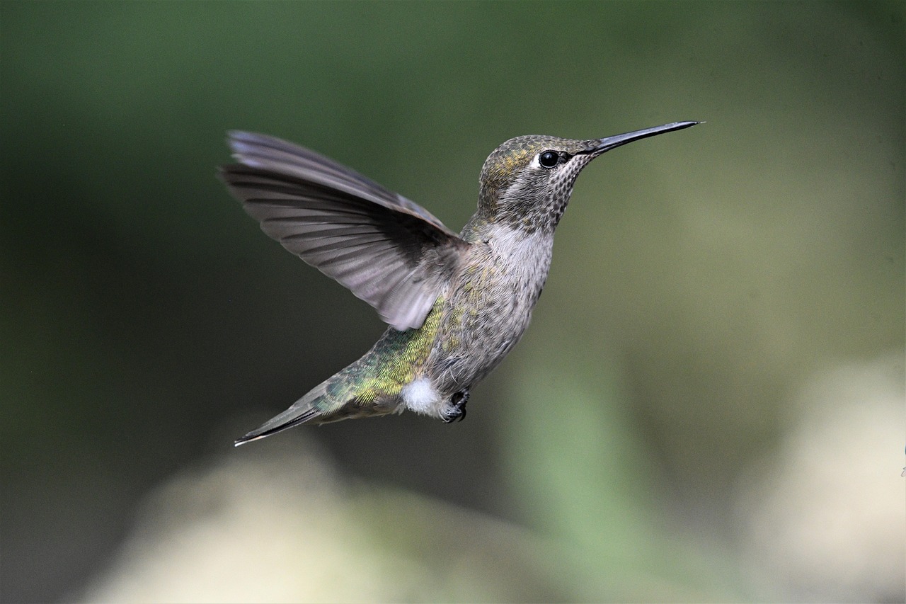 100 Free Puget Sound And Nature Images Pixabay