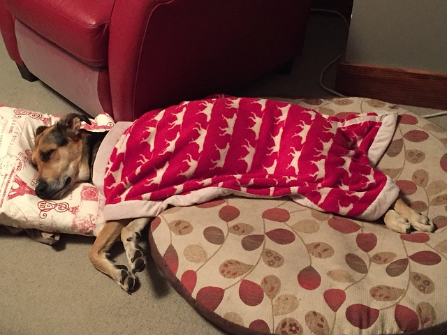 Spoiled Dog Resting Under - Free photo on Pixabay - Pixabay