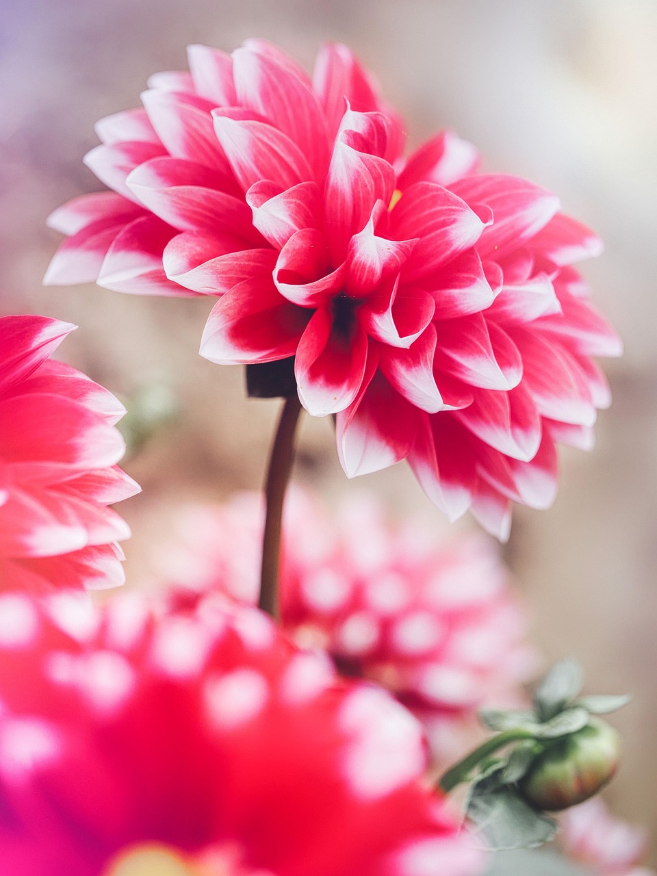 Flower Nature Bloom Big - Free photo on Pixabay - Pixabay