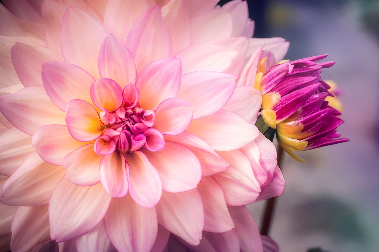 Bud Grow Summer - Free photo on Pixabay