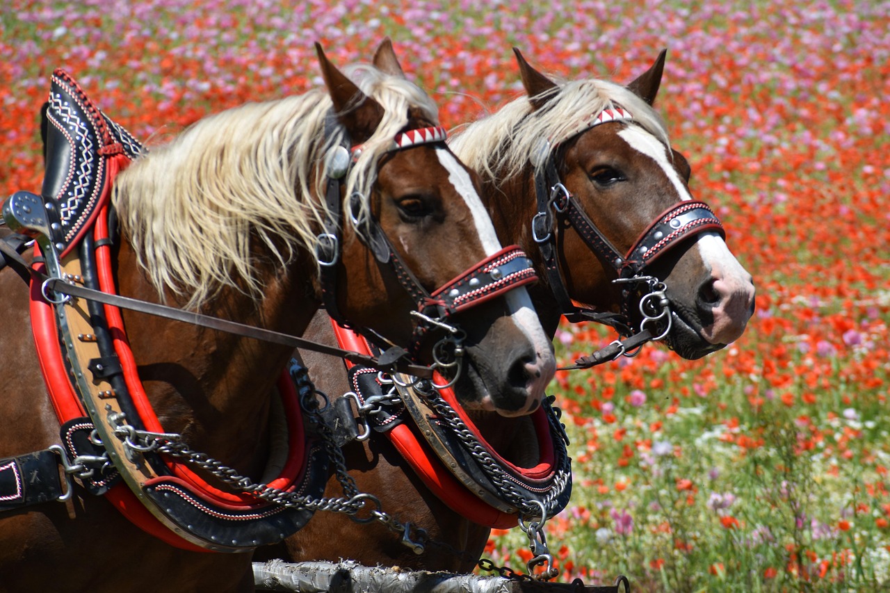 Pferde Kutsche Transport - Kostenloses Foto auf Pixabay - Pixabay