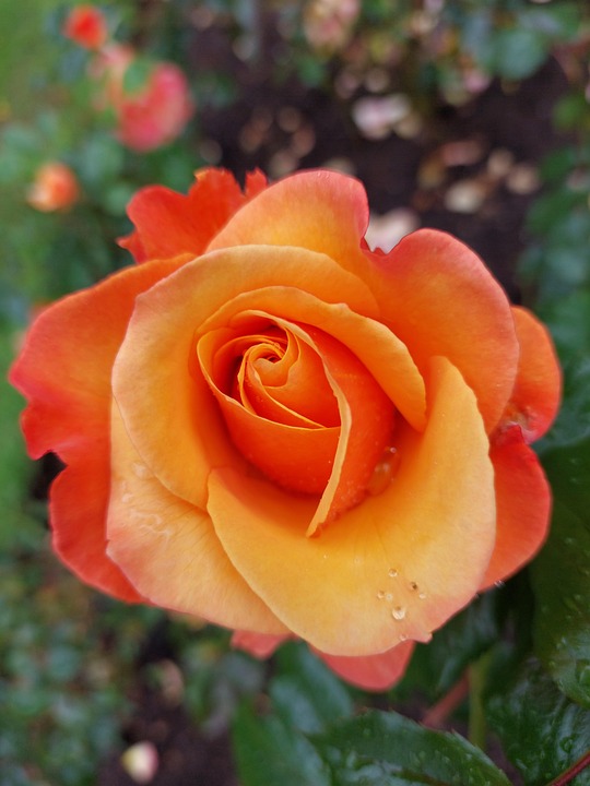 Rose Chaleur Couleur Gouttes De - Photo gratuite sur Pixabay - Pixabay