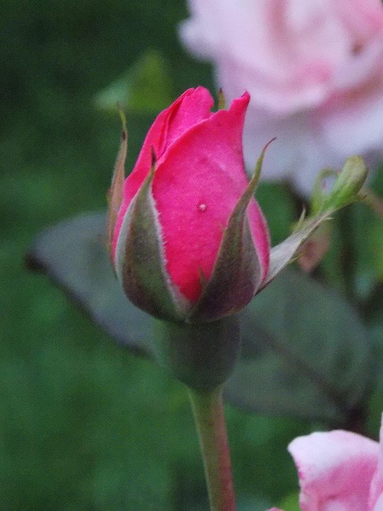 Rose Blume Natur Knospe - Kostenloses Foto auf Pixabay - Pixabay