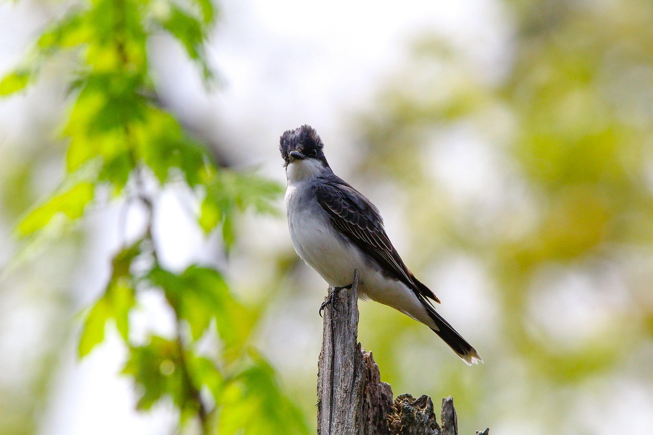 Königsvogel Vogel Tier - Kostenloses Foto auf Pixabay - Pixabay