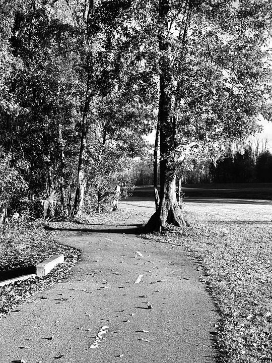 Nature Noir Et Blanc - Photo gratuite sur Pixabay - Pixabay