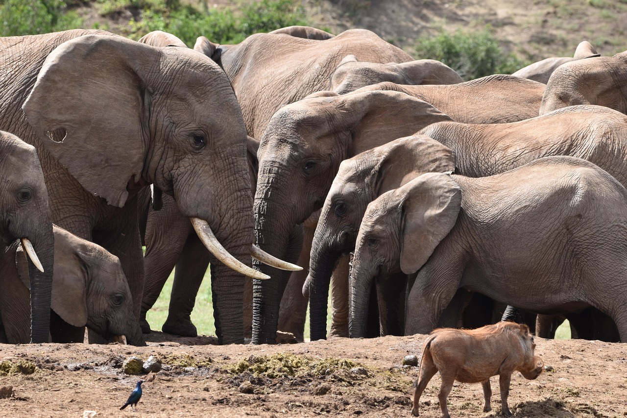 Elephants Pachyderms Herd - Free photo on Pixabay - Pixabay