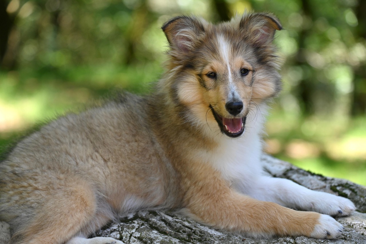 Shetland Sheepdog Sheltie Dog - Free photo on Pixabay - Pixabay