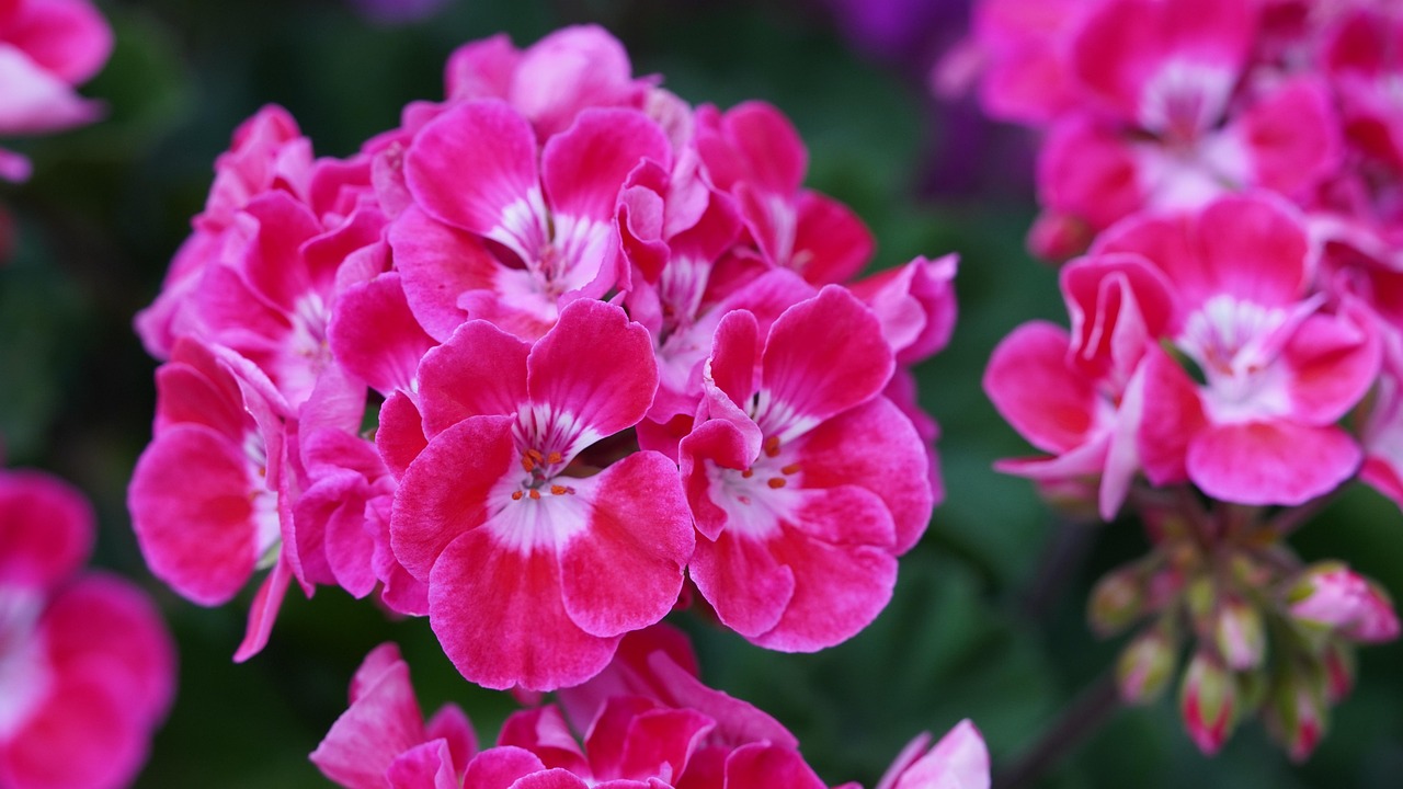 Flores Geranios Pétalos - Foto gratis en Pixabay - Pixabay