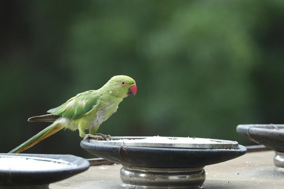 Bird Parrot Green Red - Free photo on Pixabay - Pixabay