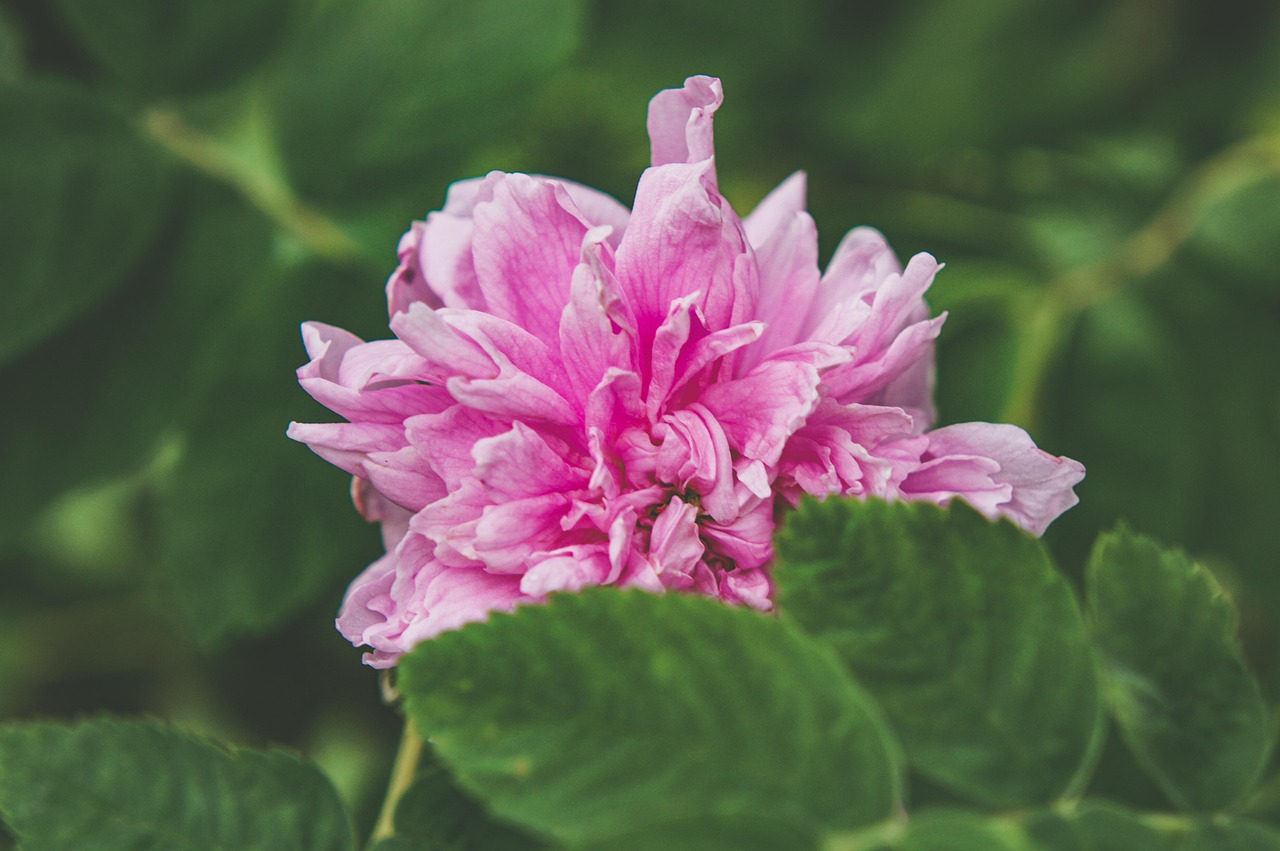 Rosa Mosqueta Rose Bush - Foto gratuita no Pixabay - Pixabay