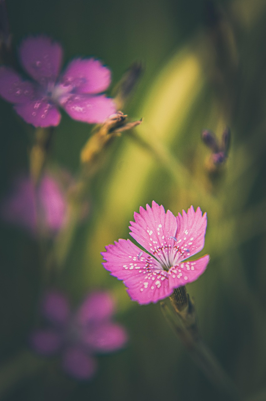 Carnation Nature Flora - Free photo on Pixabay - Pixabay