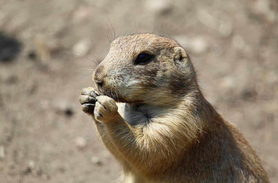 Prairie Dog Cute Cuki - Free photo on Pixabay - Pixabay