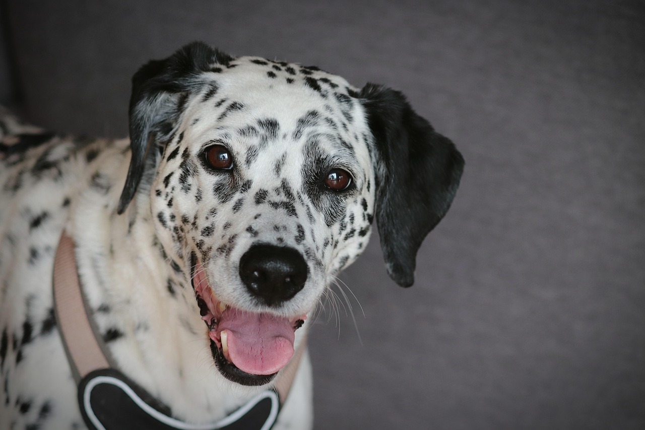 Dalmatian Puppy Blue Eyes